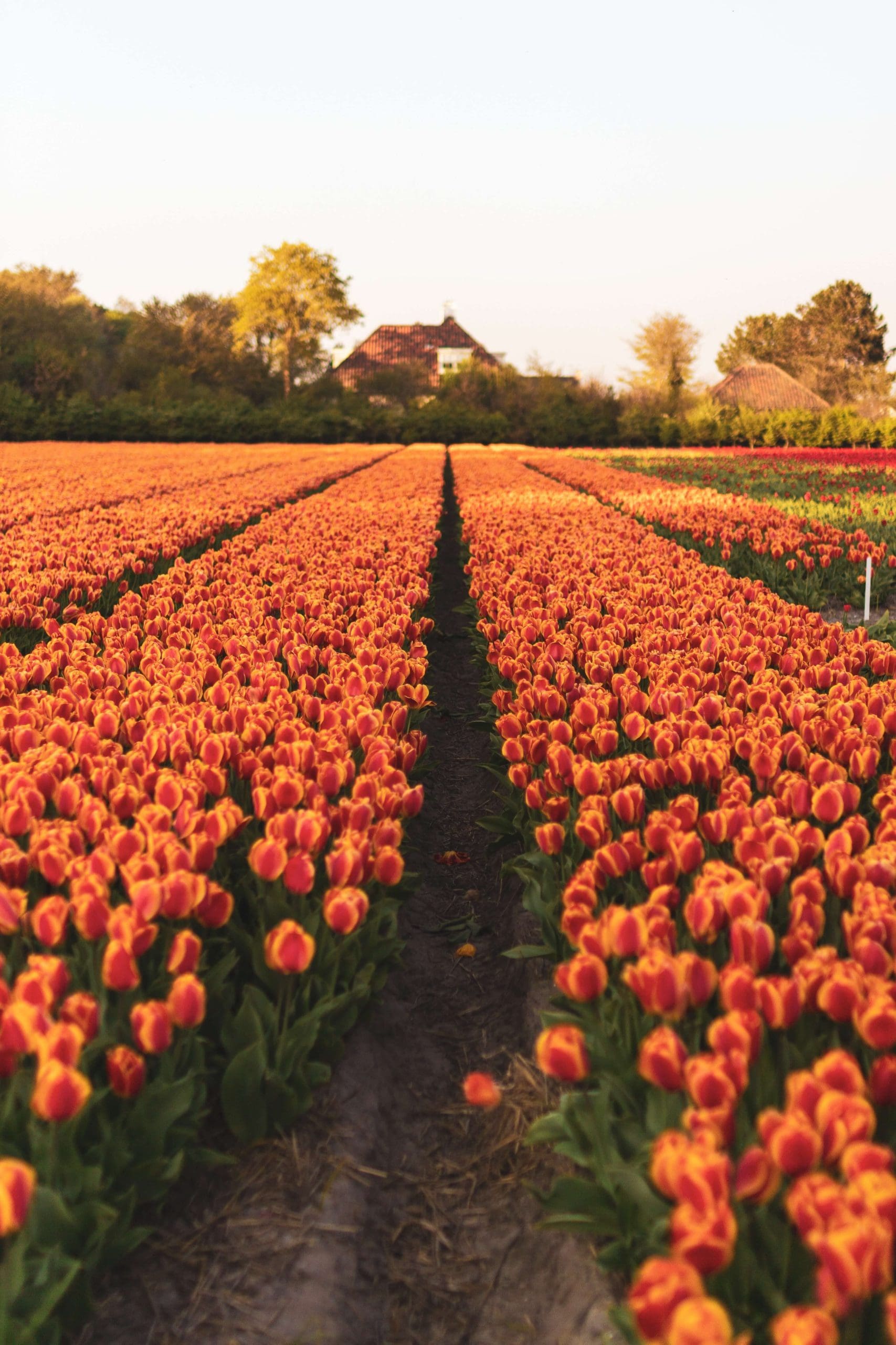 A 2023 Guide to visiting Amsterdam Tulips’ and Keukenhof Gardens ...